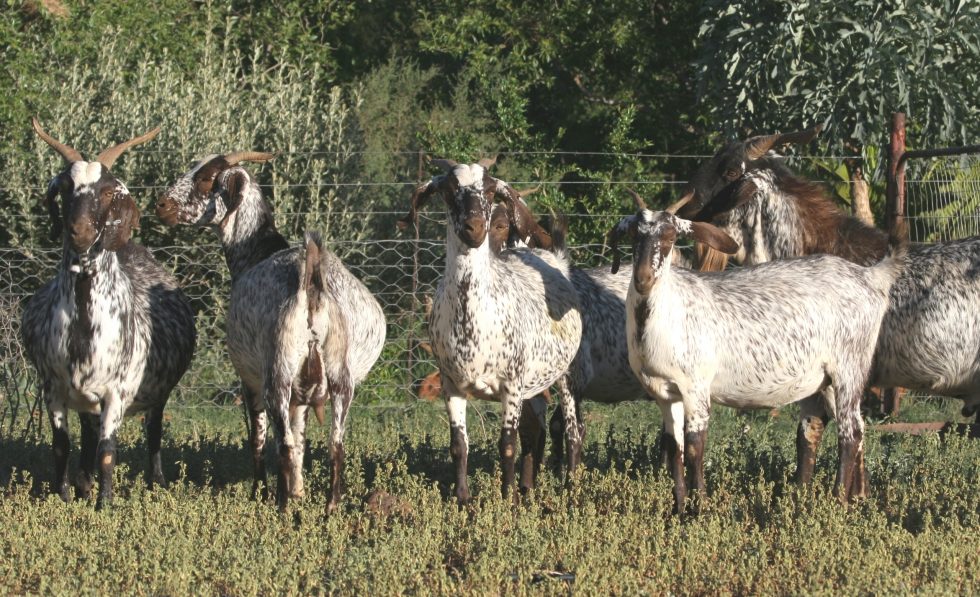 Cape Speckled Goat - Indigenous Veld Goats