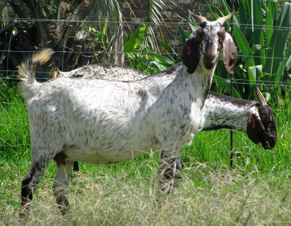 Cape Speckled Goat - Indigenous Veld Goats