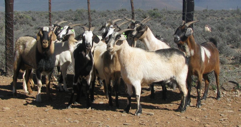 Nguni / Mbuzi Goat - Indigenous Veld Goats