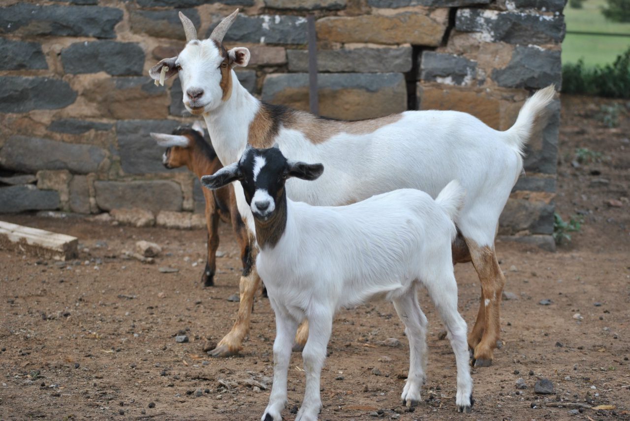About - Indigenous Veld Goats