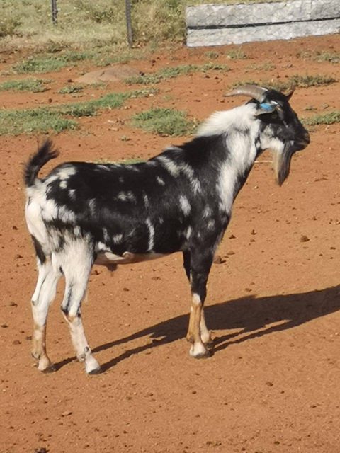 About - Indigenous Veld Goats