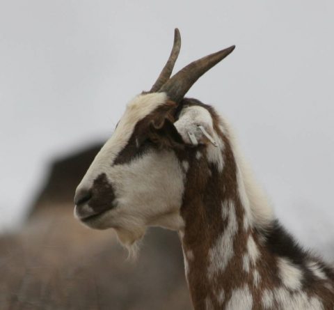 Kunene Goat - Indigenous Veld Goats