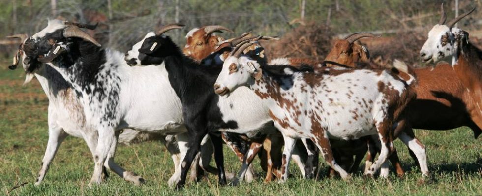 Kunene Goat - Indigenous Veld Goats