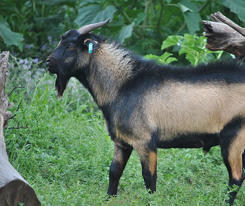 Contact - Indigenous Veld Goats